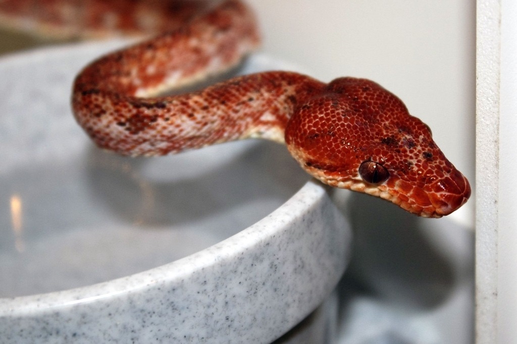 Amazon Tree Boas - Darren Hamill Reptiles