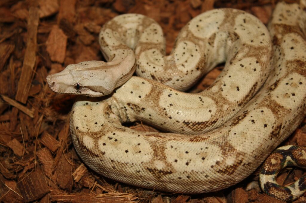 Hog Island Boa Constrictors - Darren Hamill Reptiles