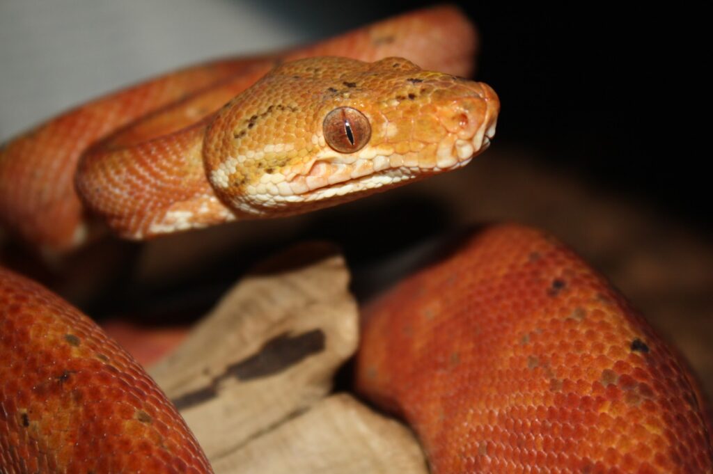 Amazon Tree Boas - Darren Hamill Reptiles