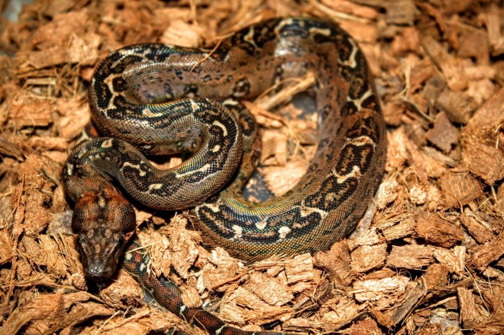 Leopard Boa Constrictor - Darren Hamill Reptiles