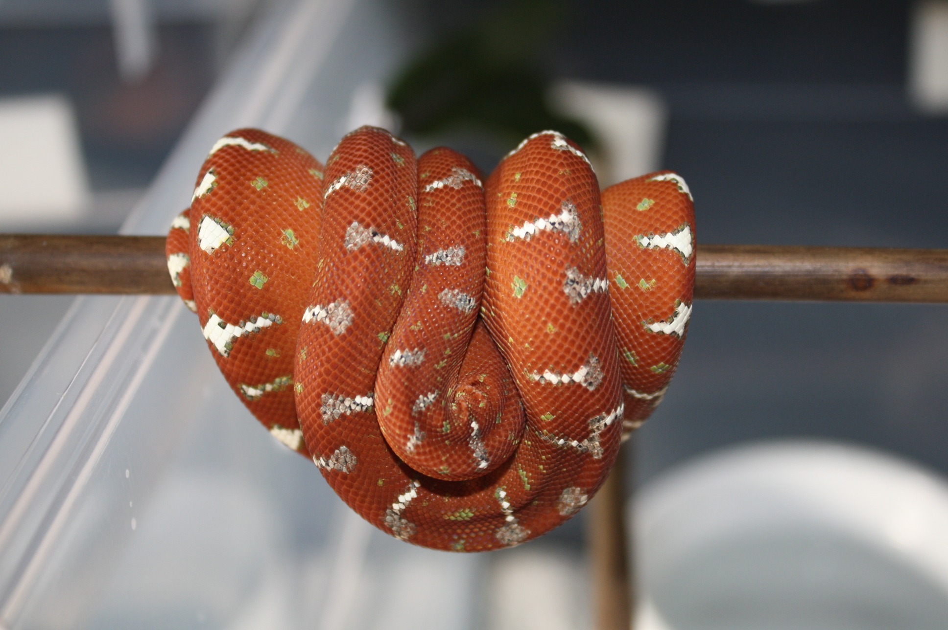 Emerald Tree Boa Color Progression - Darren Hamill Reptiles