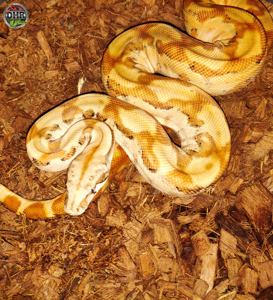 Happy Tuesday - Here's a Super - Darren Hamill Reptiles