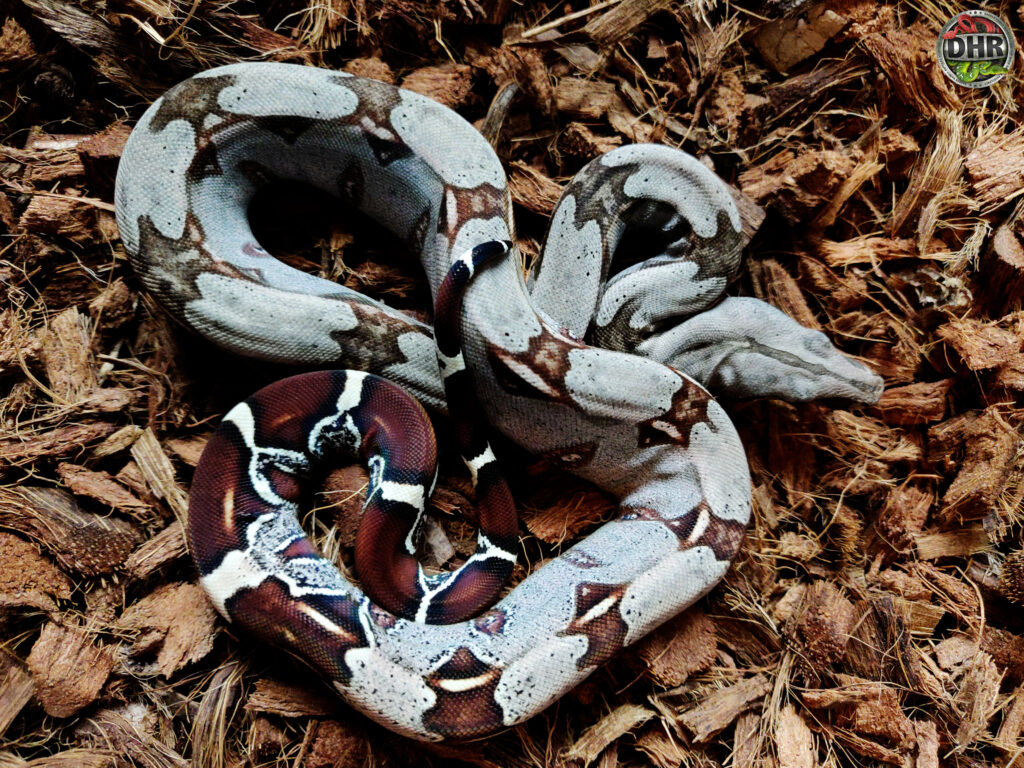 Just a little Suriname Boa - Darren Hamill Reptiles