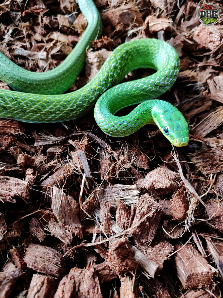 A Beautiful Emerald Green Rat Snake - Darren Hamill Reptiles