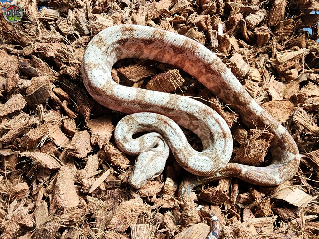 Hog Island Boa Constrictors - Darren Hamill Reptiles