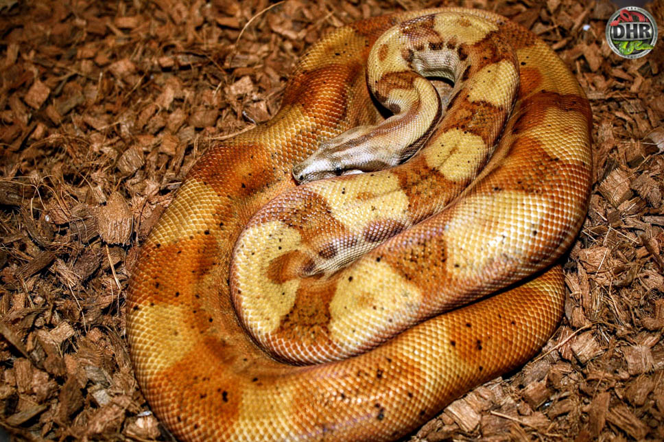 Hypo Motley Boa Constrictor - Darren Hamill Reptiles