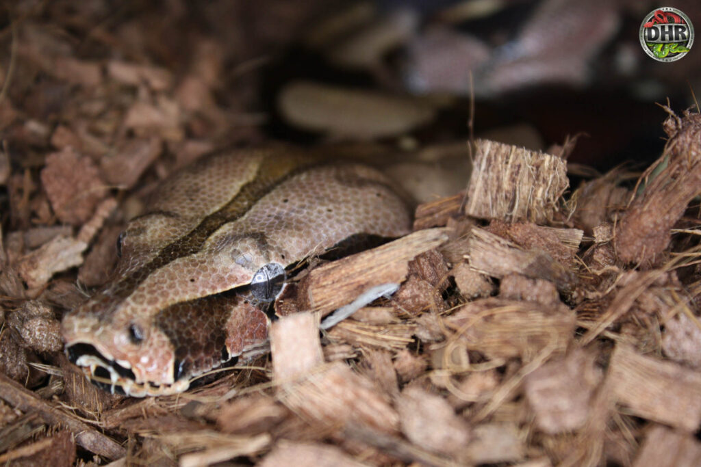 True Red-Tailed Boas - Darren Hamill Reptiles