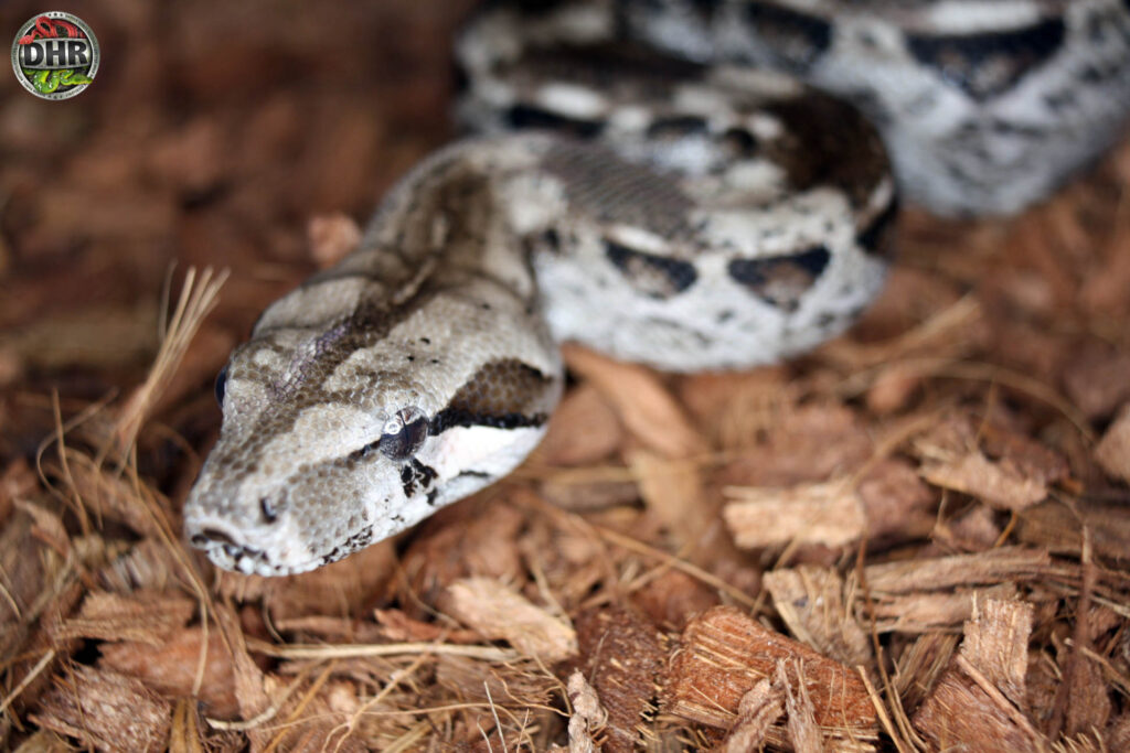 Caulker Cay Boa Constrictors - Darren Hamill Reptiles
