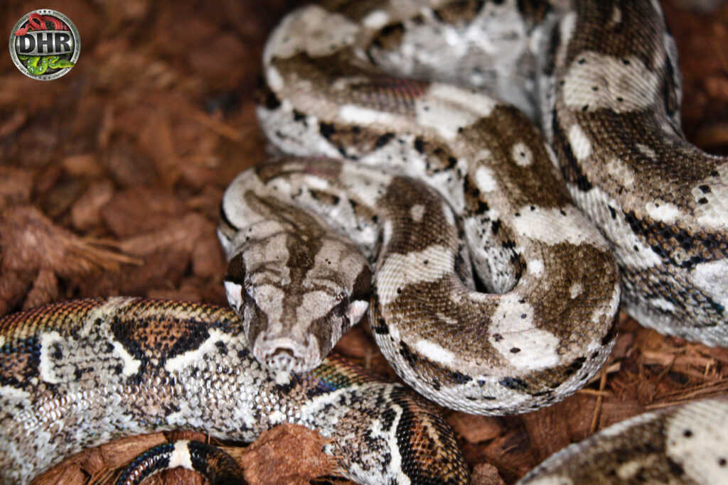 Caulker Cay Boa Constrictors - Darren Hamill Reptiles