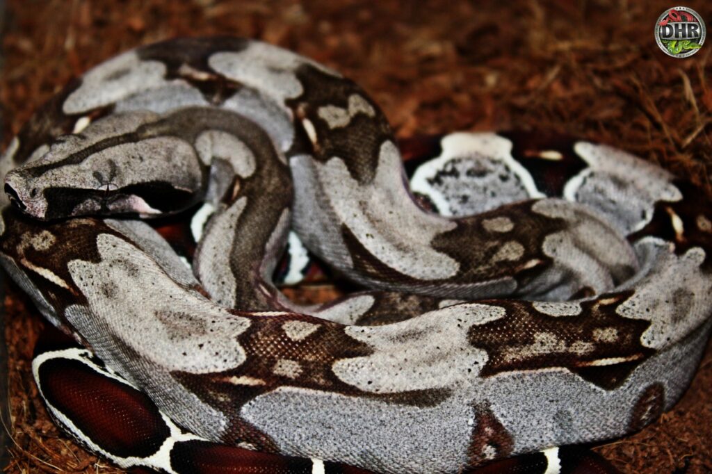 True Red-Tailed Boas - Darren Hamill Reptiles