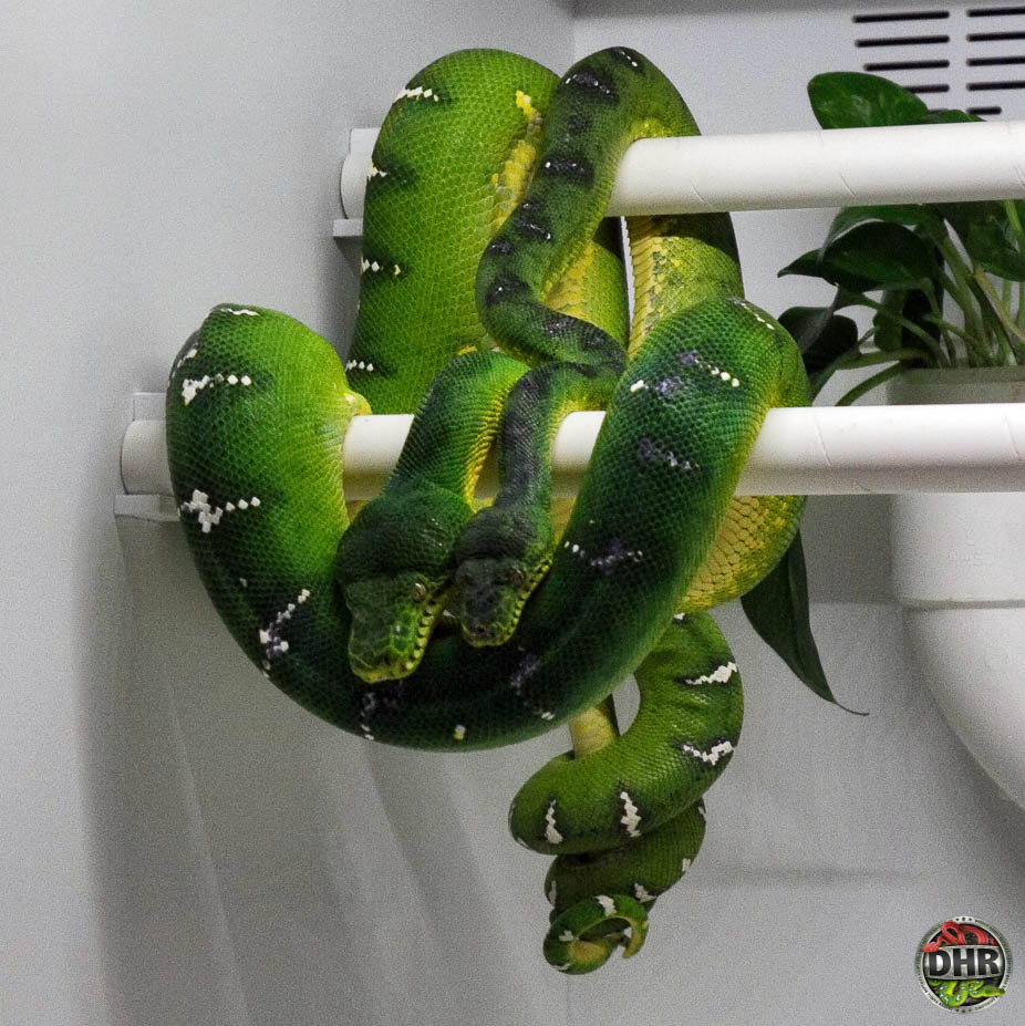 Emerald Tree Boa - Darren Hamill Reptiles