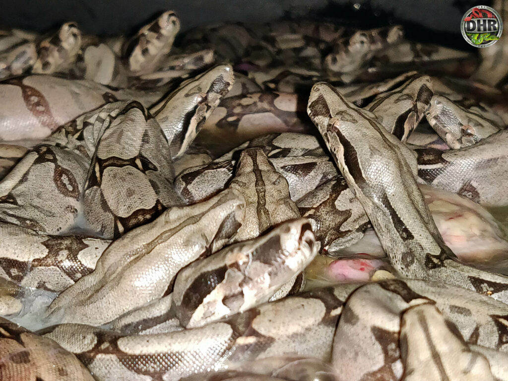 True Red-Tailed Boas - Darren Hamill Reptiles