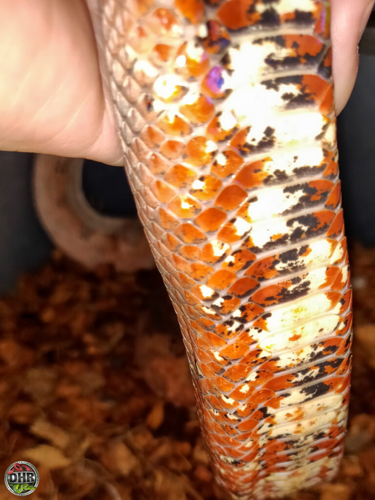 Solomon Island Ground Boas - Darren Hamill Reptiles