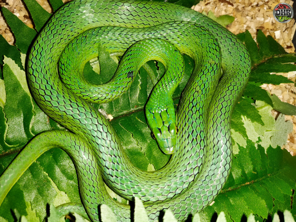 Rein Snake - Darren Hamill Reptiles