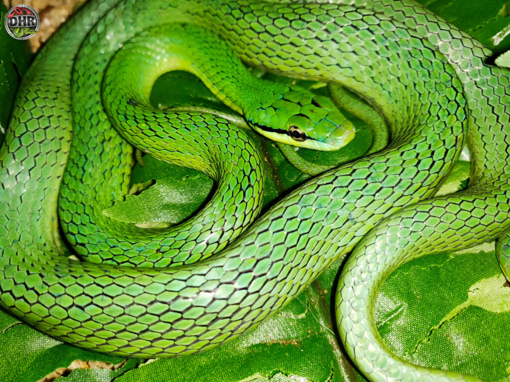 Rein Snake - Darren Hamill Reptiles