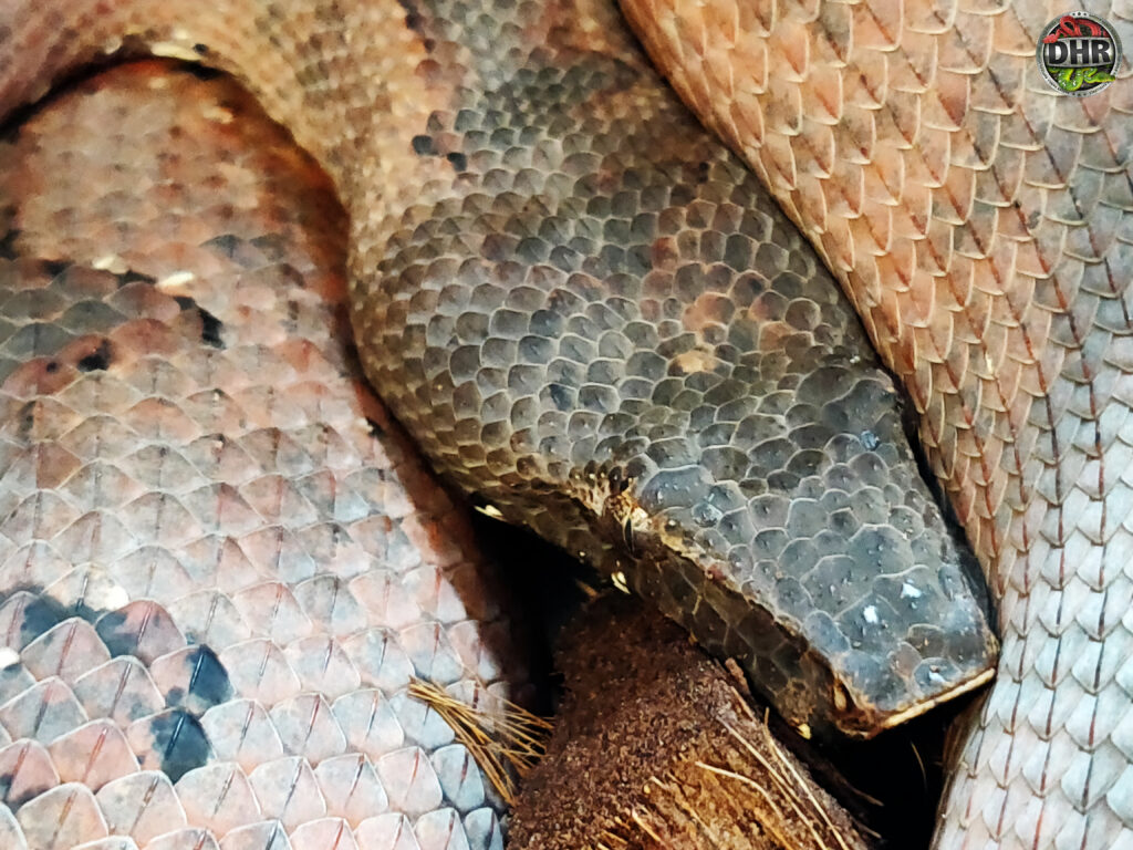 Solomon Island Ground Boas - Darren Hamill Reptiles