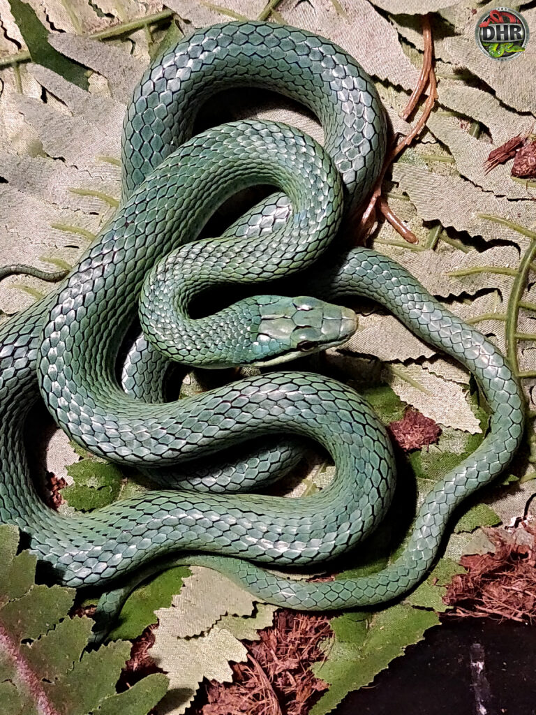 Rein Snake - Darren Hamill Reptiles