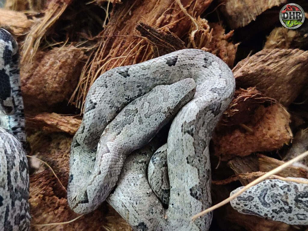 Solomon Island Ground Boas - Darren Hamill Reptiles