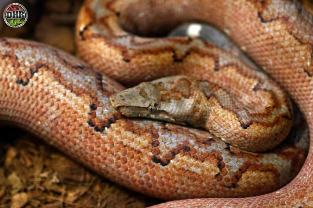 Solomon Island Ground Boas - Darren Hamill Reptiles
