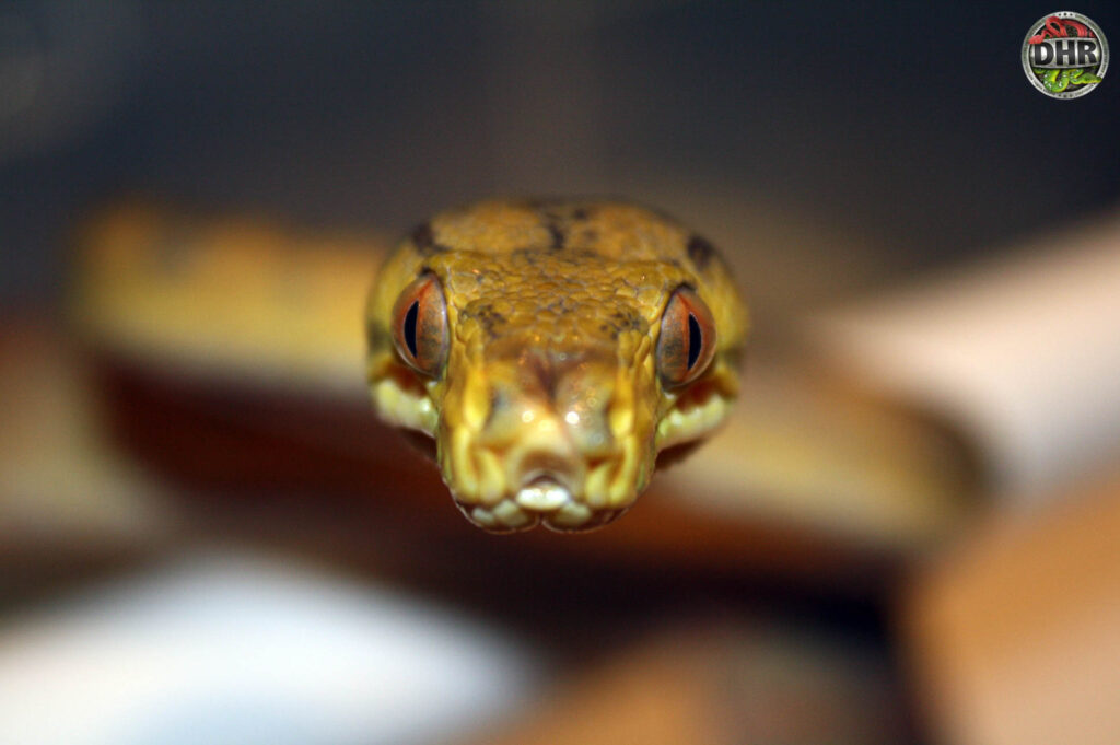 Amazon Tree Boas - Darren Hamill Reptiles