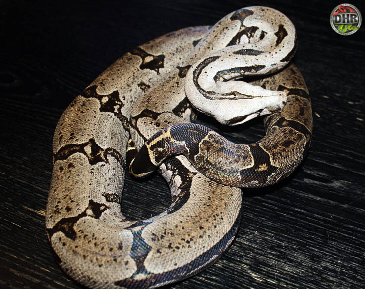 Bolivian Short-tailed Boas - Darren Hamill Reptiles