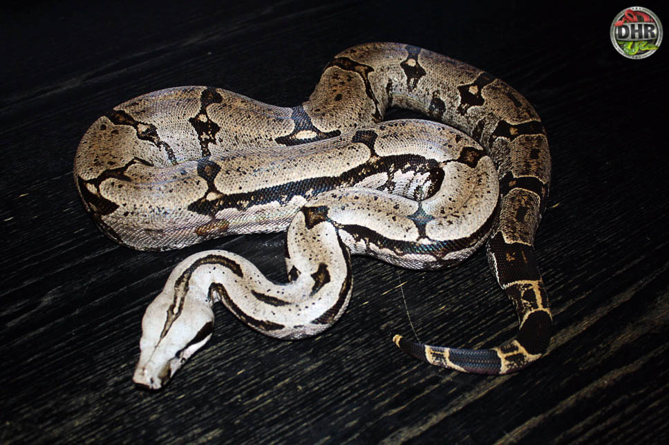 Bolivian Short-tailed Boas - Darren Hamill Reptiles