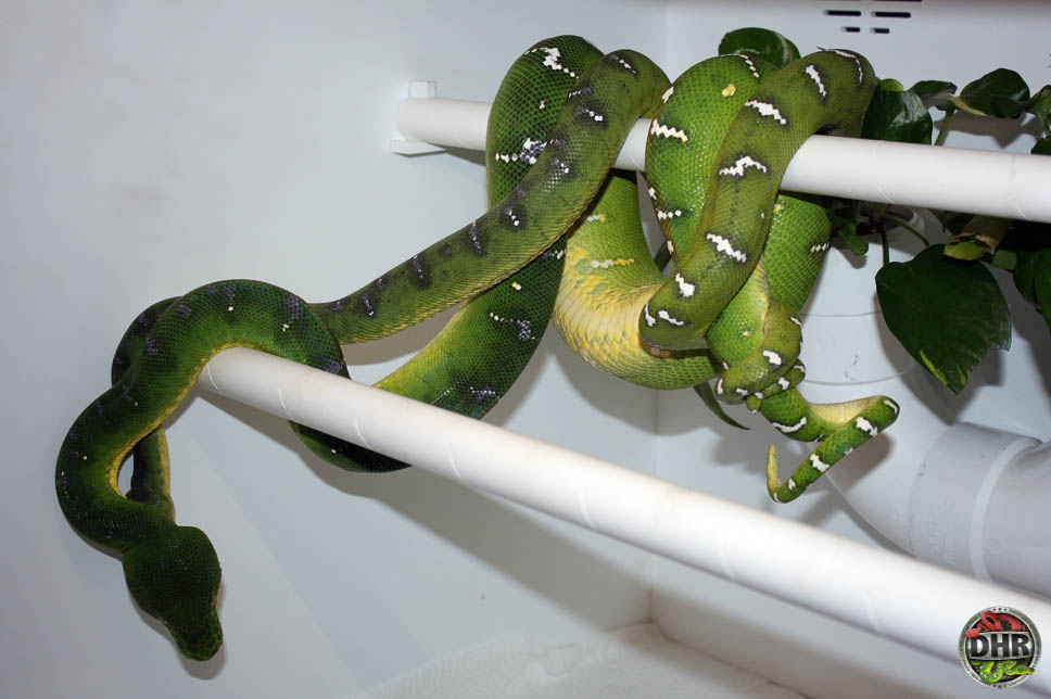 Emerald Tree Boa - Darren Hamill Reptiles