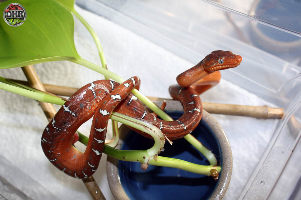 Emerald Tree Boa - Darren Hamill Reptiles