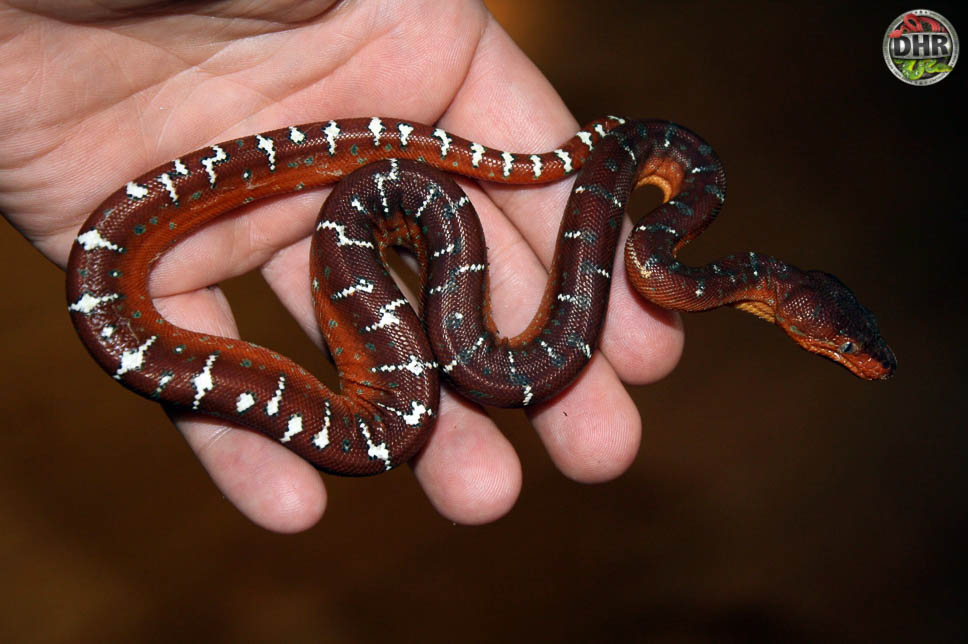 Emerald Tree Boa - Darren Hamill Reptiles