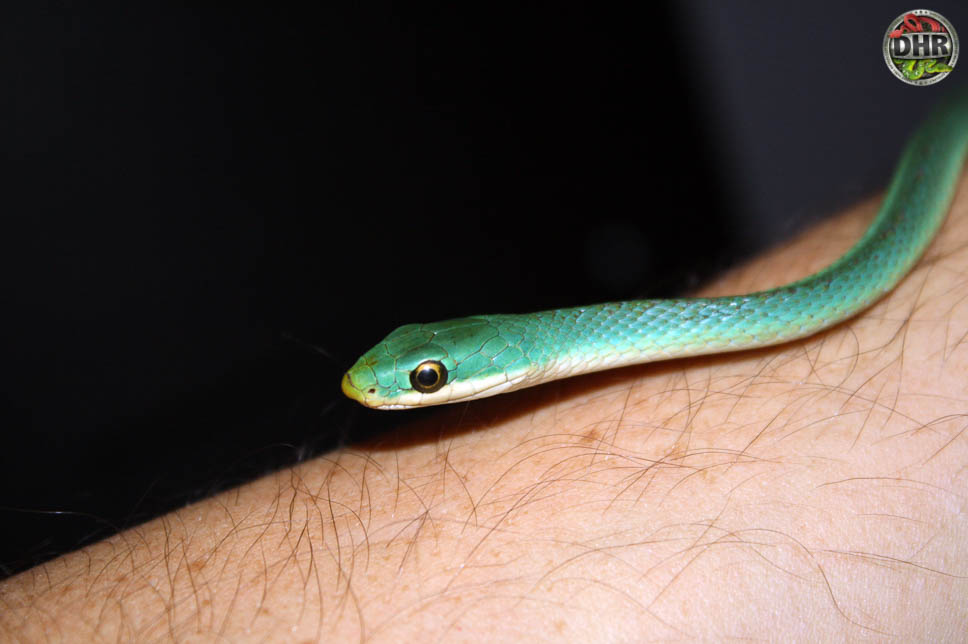 Rough Green Snake (Opheodrys aestivus) arboreal colubrid rat snake