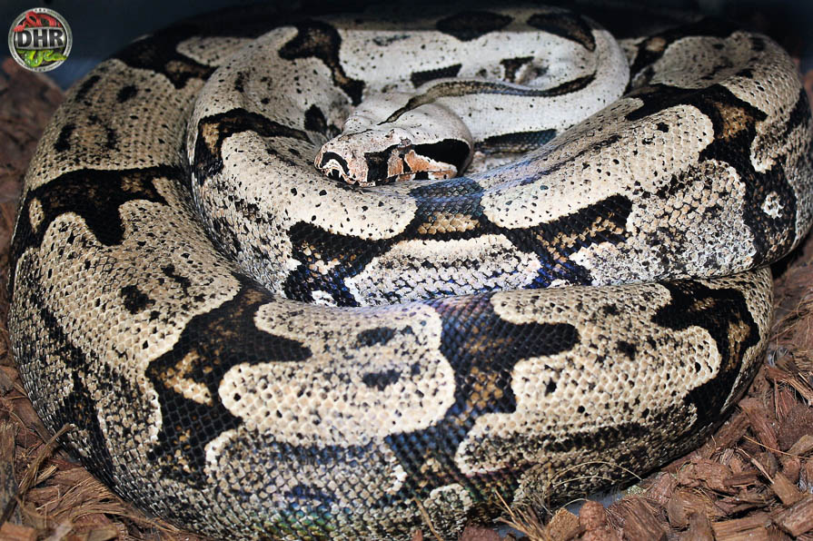 Bolivian Short-tailed Boas - Darren Hamill Reptiles