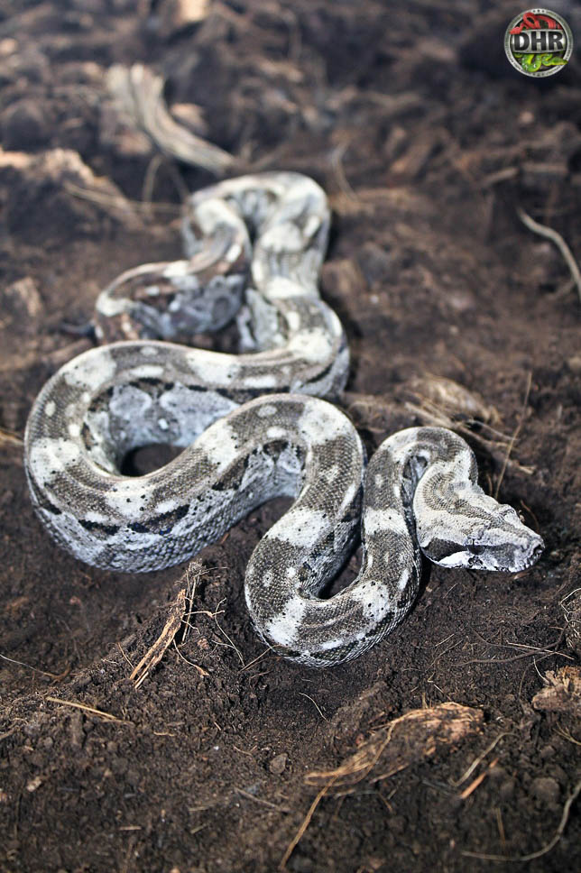 Caulker Cay Boa Constrictors - Darren Hamill Reptiles
