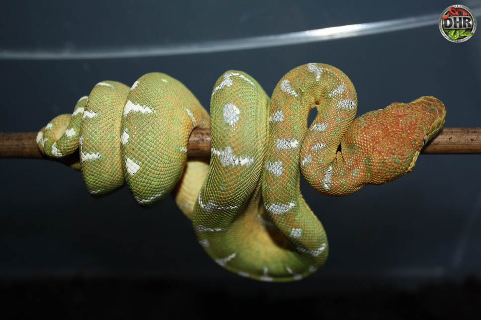 Emerald Tree Boa - Darren Hamill Reptiles